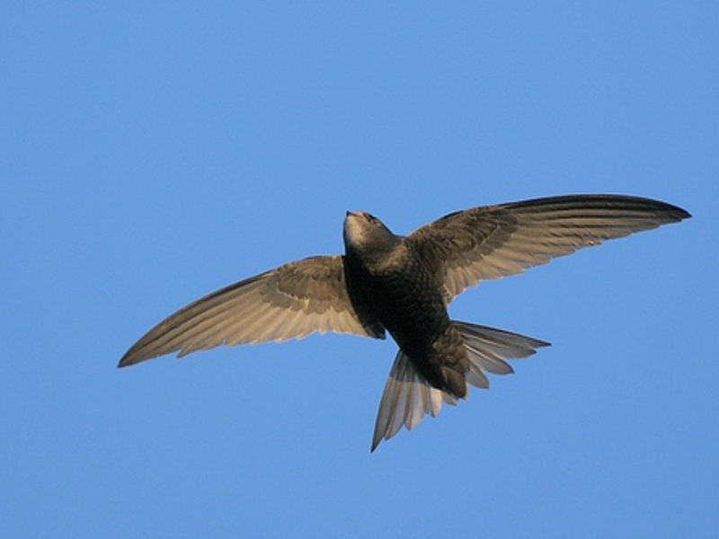 Understanding Swiftlets: Characteristics, Behavior