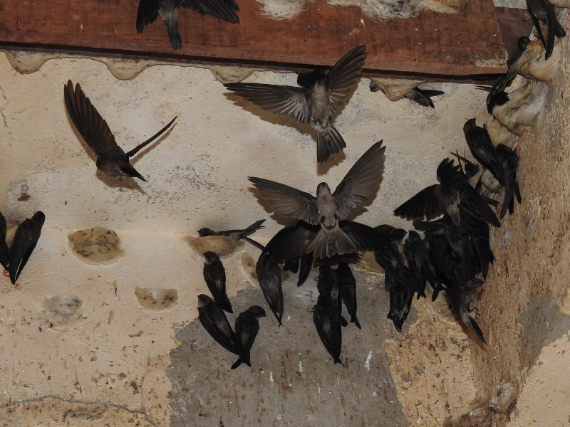 Understanding Swiftlets: Characteristics, Behavior