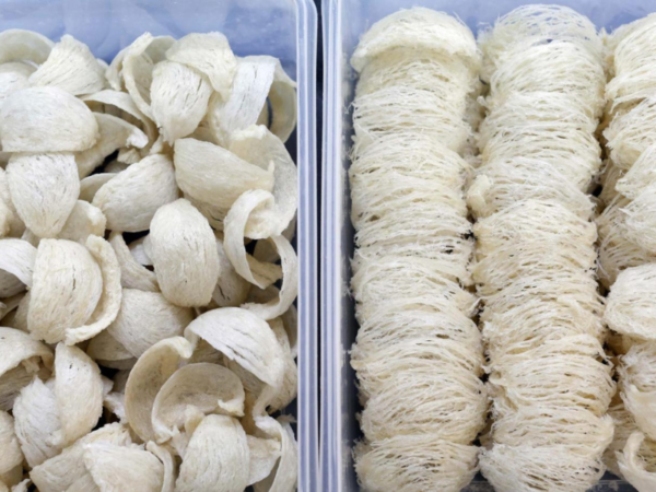 Understanding Swiftlets: Characteristics, Behavior